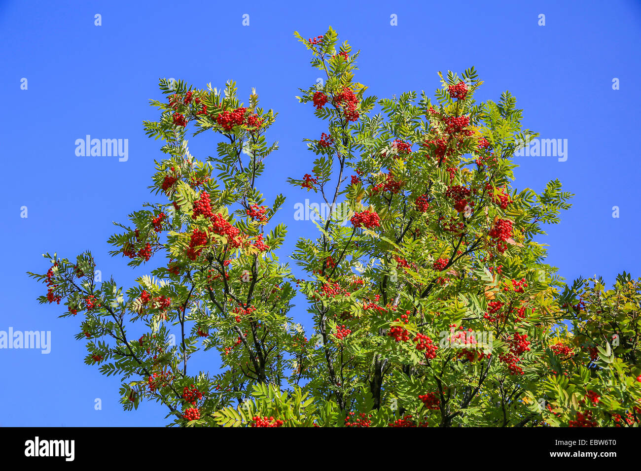 European mountain-ash, rowan tree (Sorbus aucuparia), rowan tree with ...