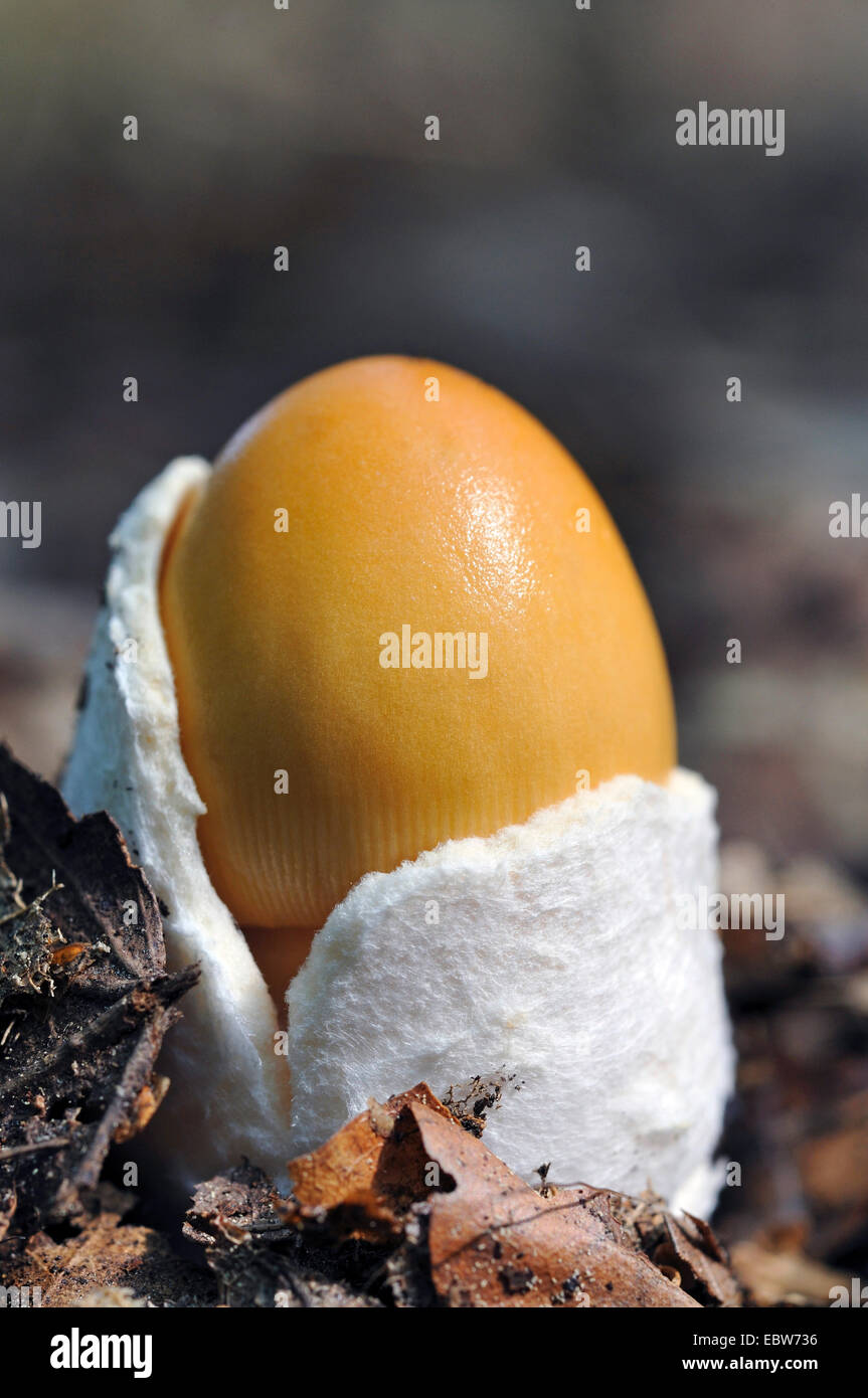orange grisette (Amanita crocea), breaking through volva, Germany ...