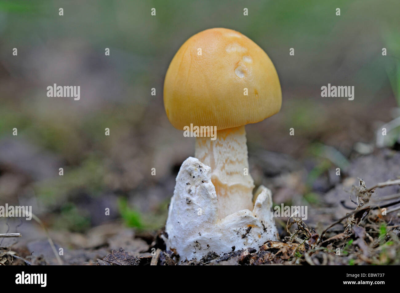 orange grisette (Amanita crocea), breaking through volva, Germany ...