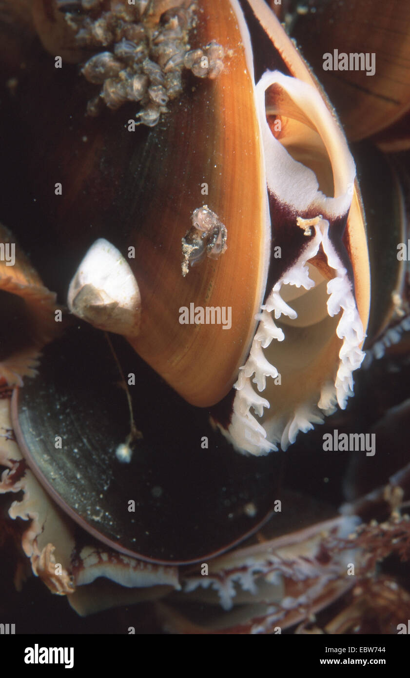 blue mussel, bay mussel, common mussel, common blue mussel (Mytilus ...