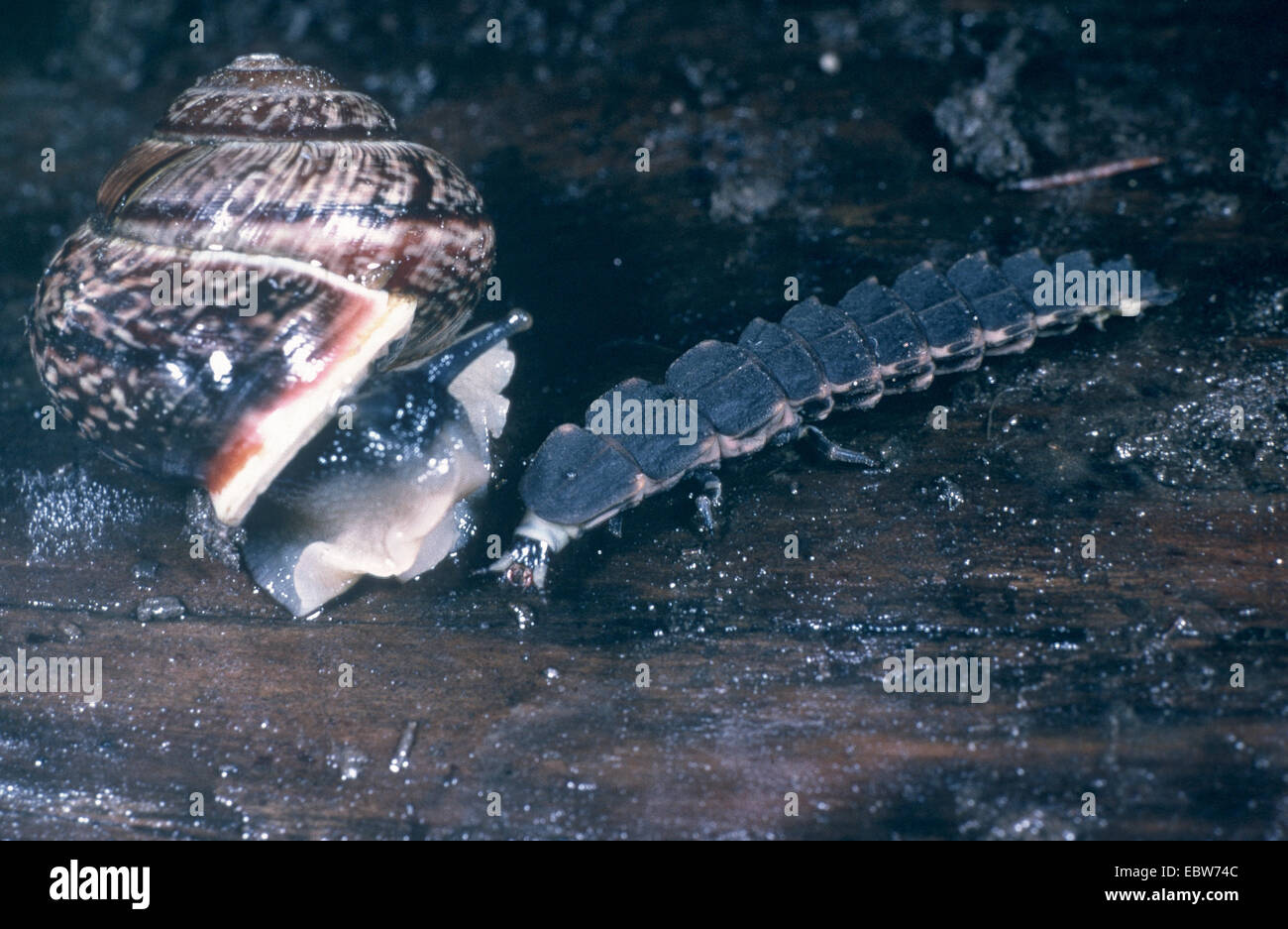 small lightning beetle (Lamprohiza splendidula), larva with captured ...