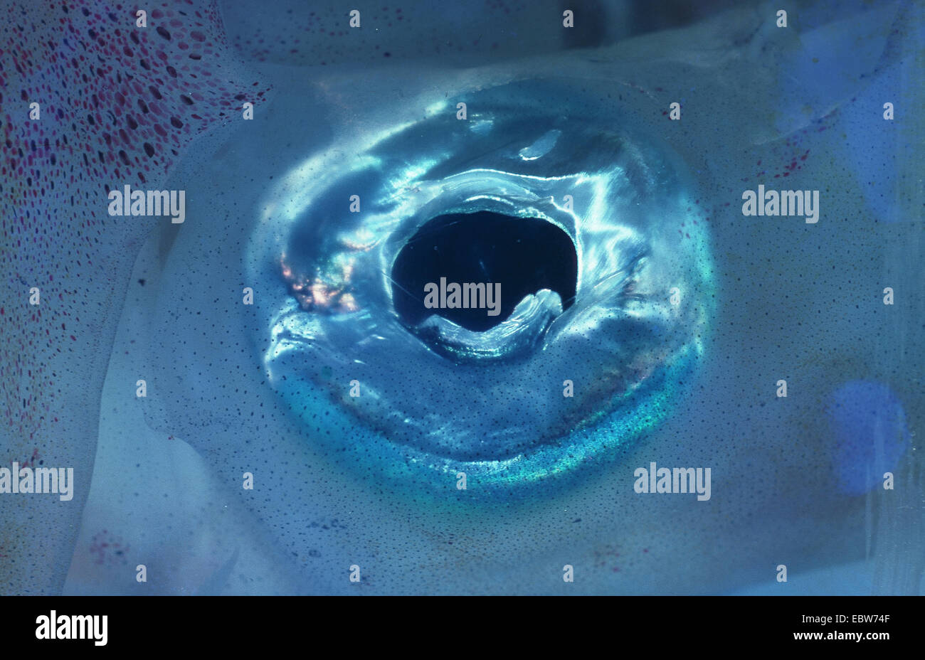 common octopus, common Atlantic octopus, common European octopus ...