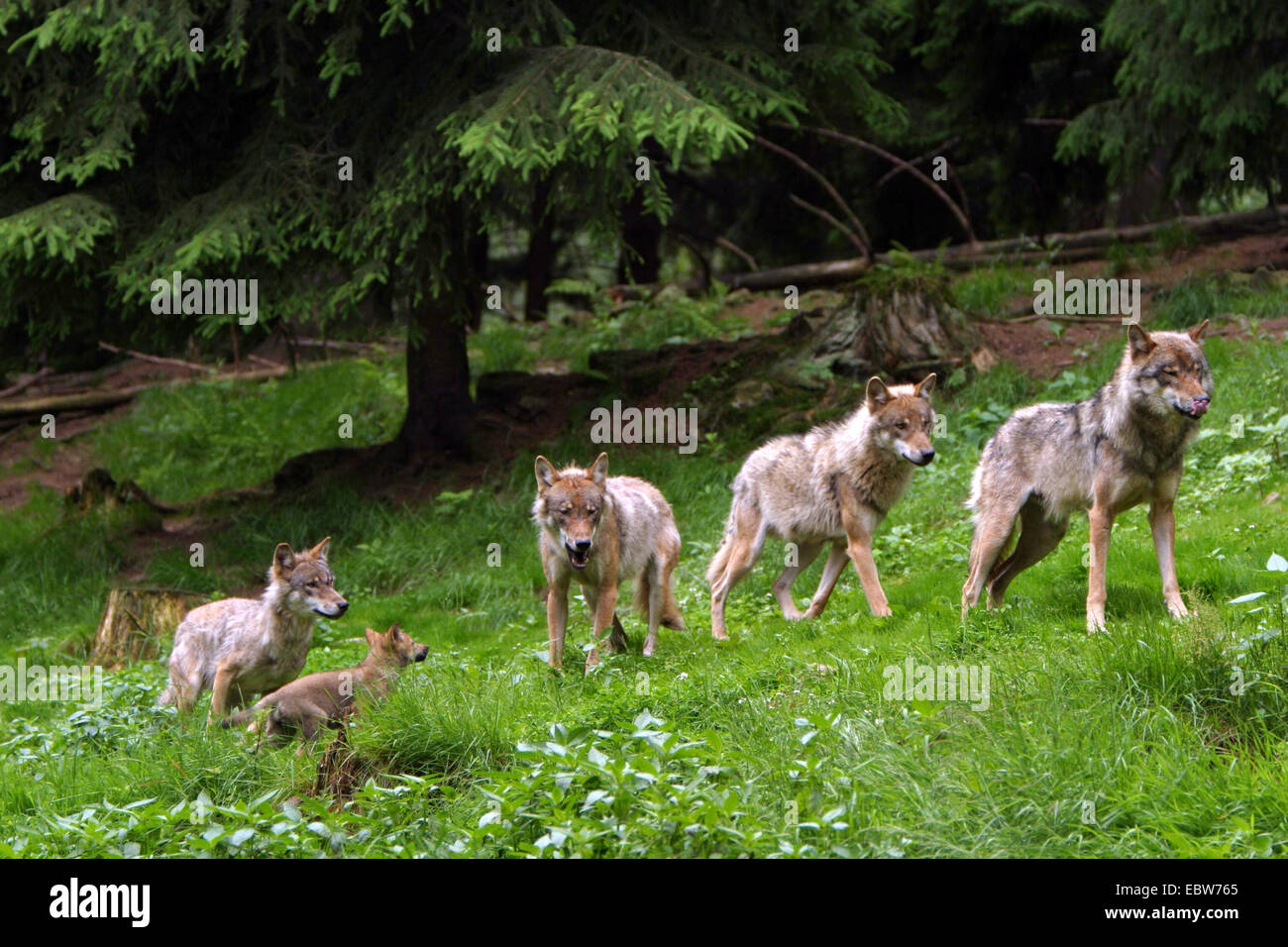 European gray wolf (Canis lupus lupus), pack with whelp Stock Photo - Alamy