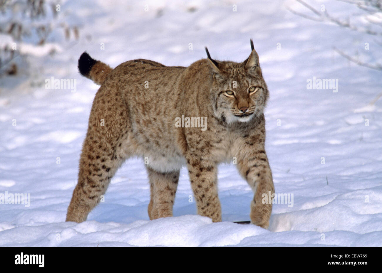 Eurasian lynx (Lynx lynx), runs through the snow Stock Photo - Alamy
