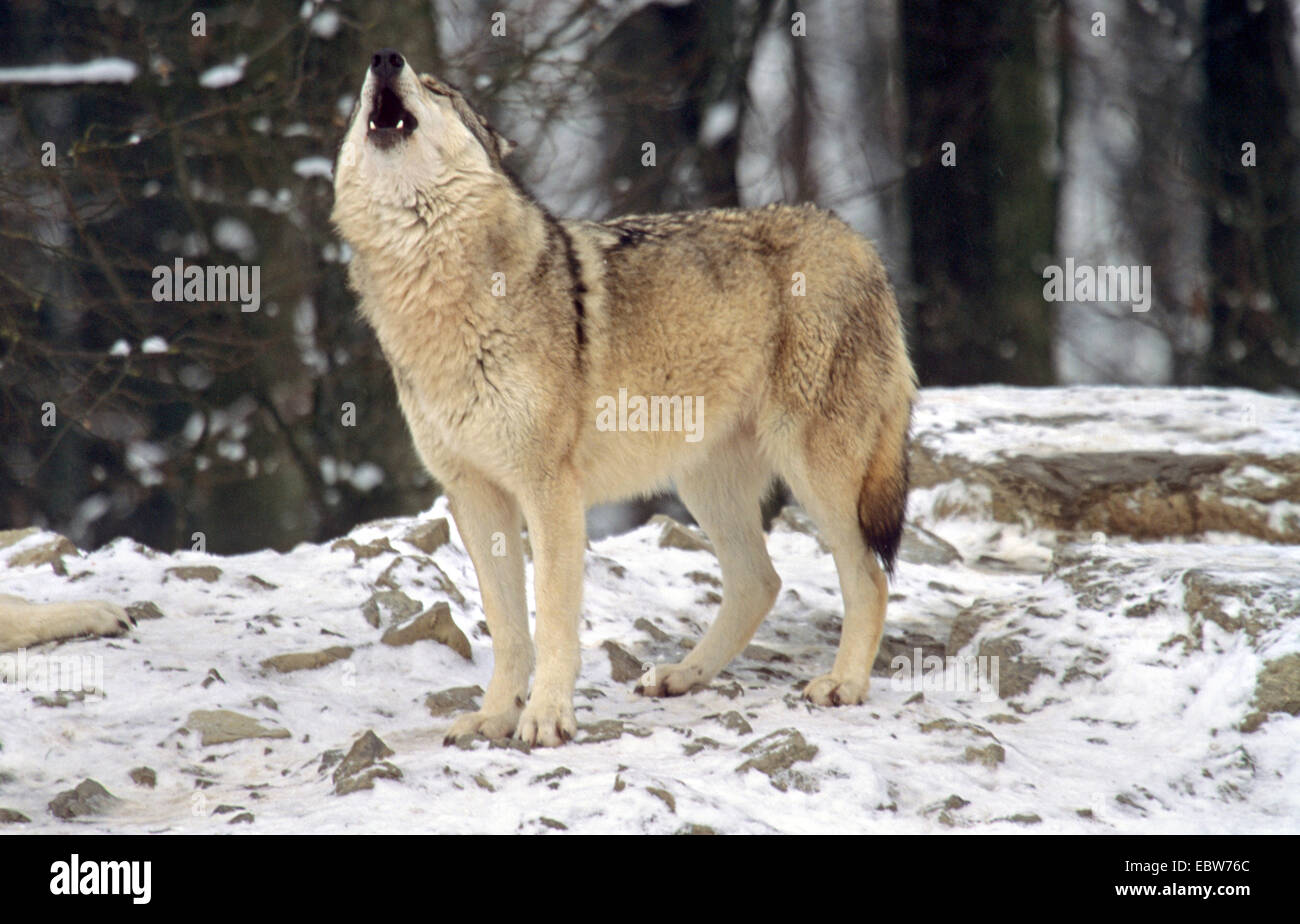 European gray wolf (Canis lupus lupus), howling Stock Photo - Alamy