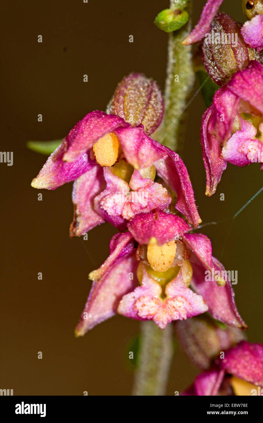 dark-red helleborine, royal helleborine (Epipactis atrorubens), flowers ...