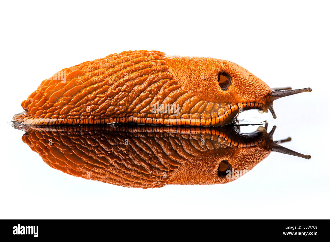 Austria wildlife Cut Out Stock Images & Pictures - Alamy