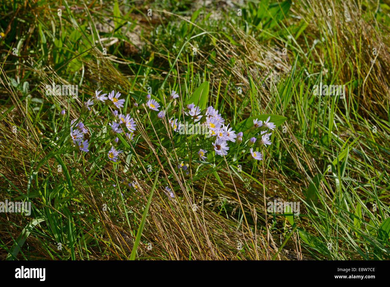 Sea aster (Aster tripolium), flowering in a meadow, Sweden, Smaland ...