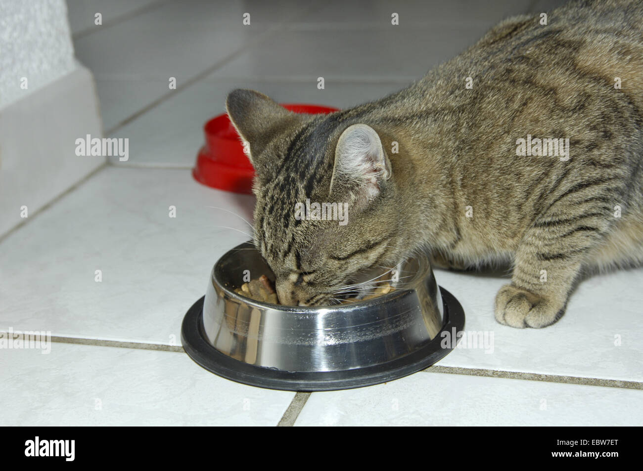 Cats eats hi-res stock photography and images - Alamy