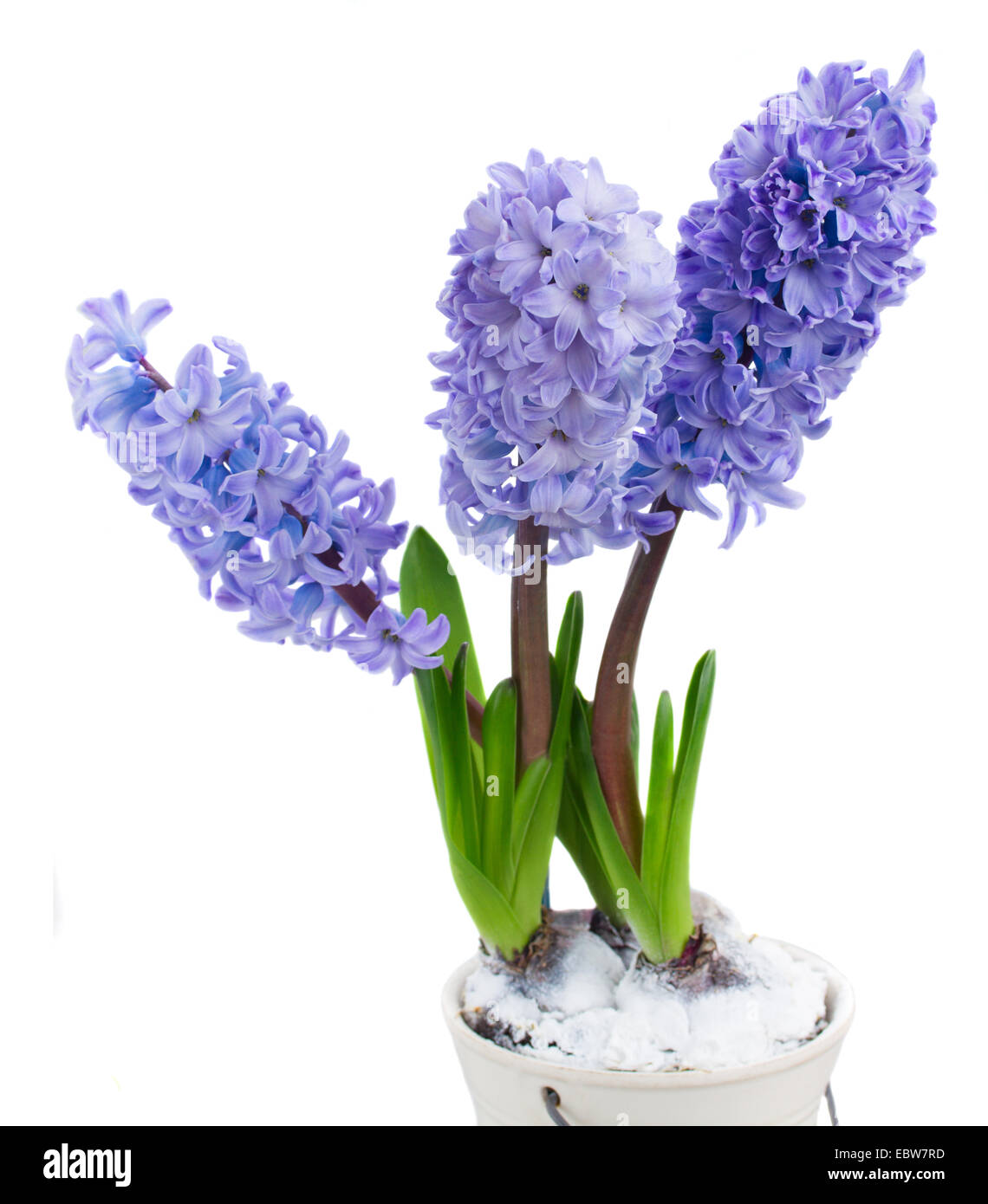 Fresh hyacinths hi-res stock photography and images - Alamy