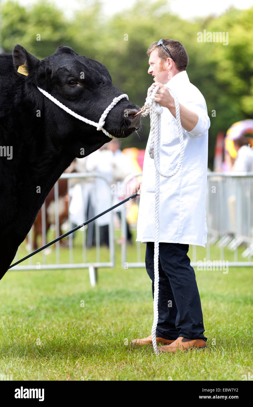UK, Honley, Agricultural show 2013. Cow being shown Stock Photo - Alamy