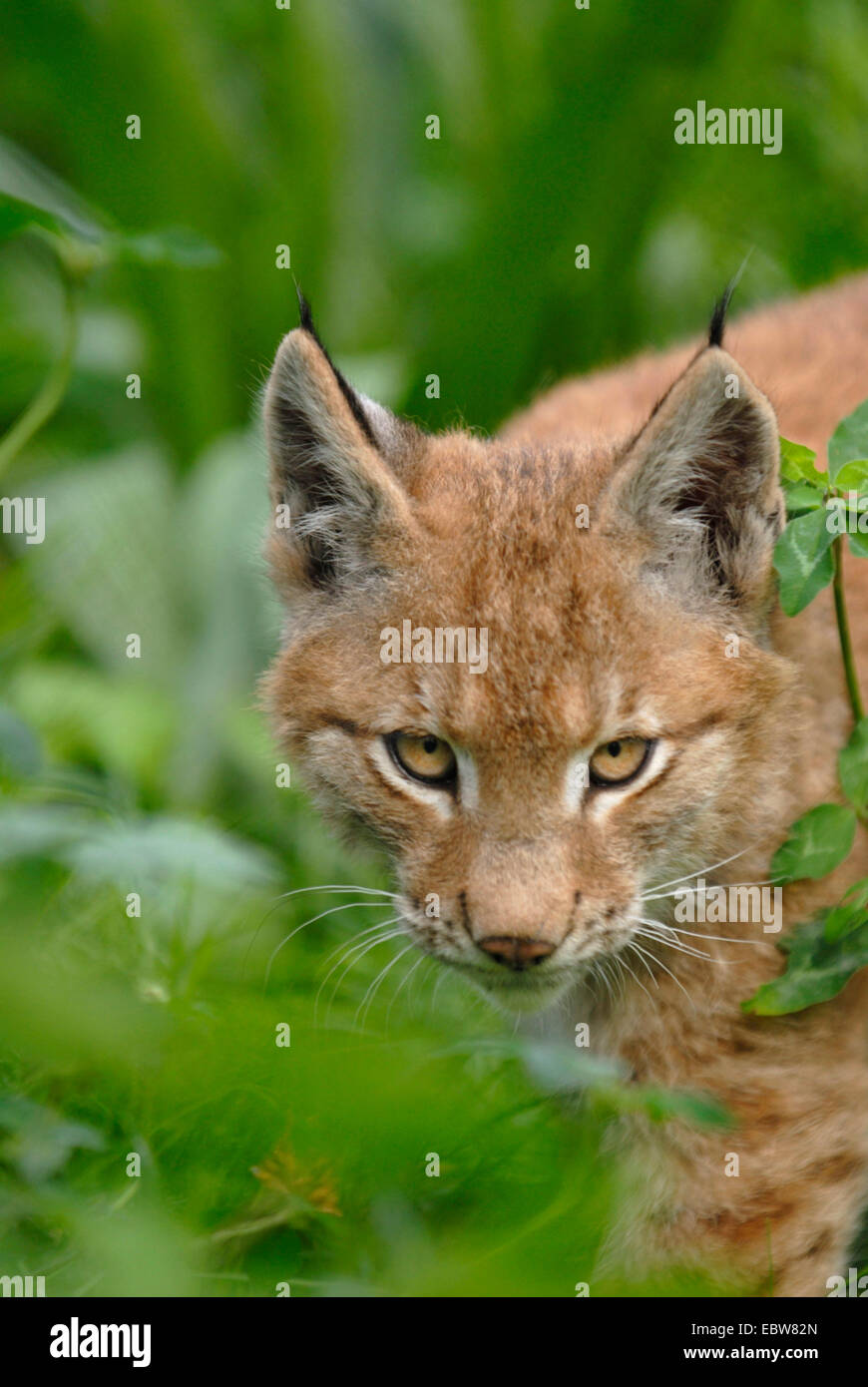 Eurasian lynx (Lynx lynx), pup watching distrustful into the camera ...