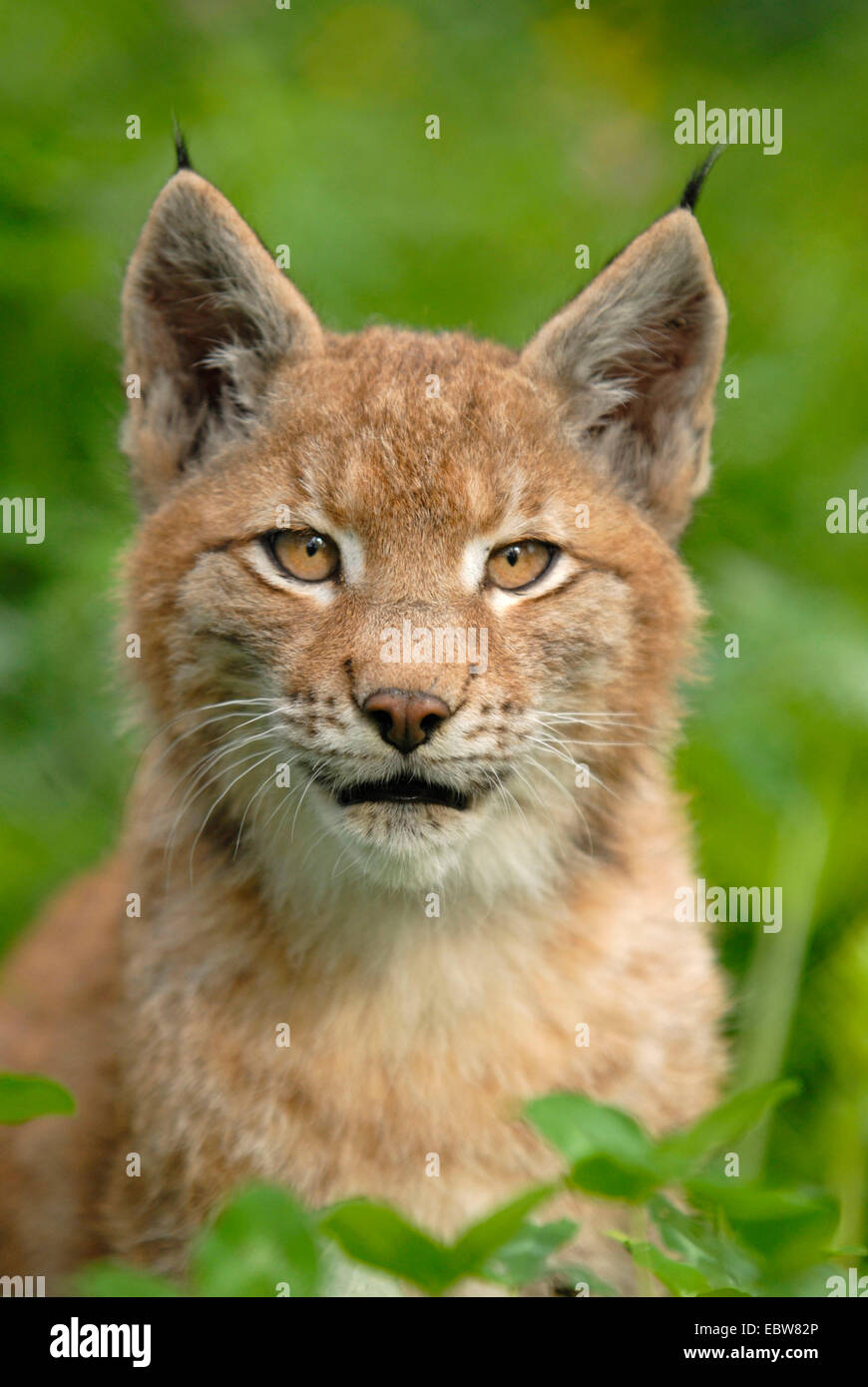 Eurasian lynx (Lynx lynx), portrait of a cute pup, looking into the ...
