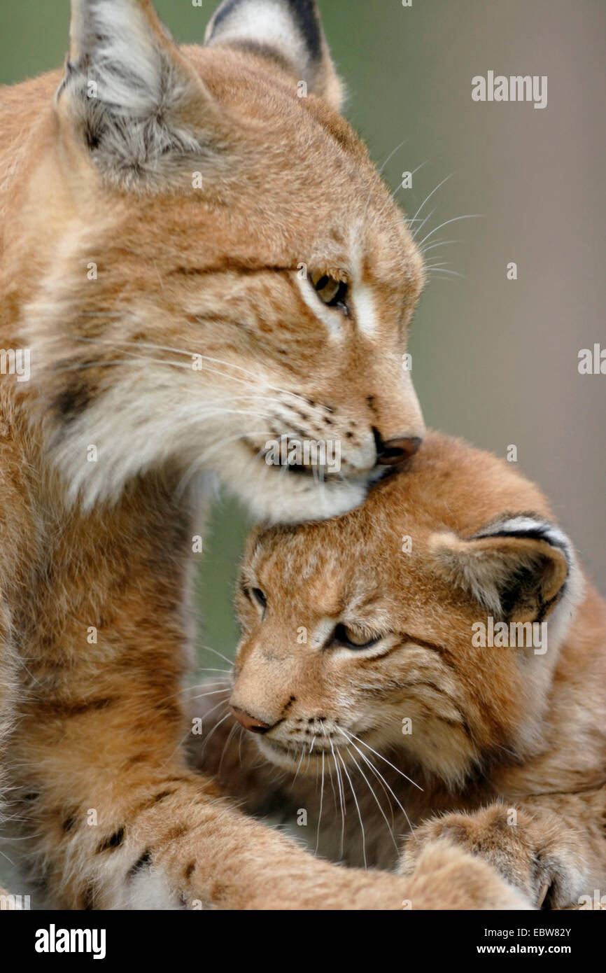 Eurasian lynx (Lynx lynx), female smooching with cub Stock Photo - Alamy