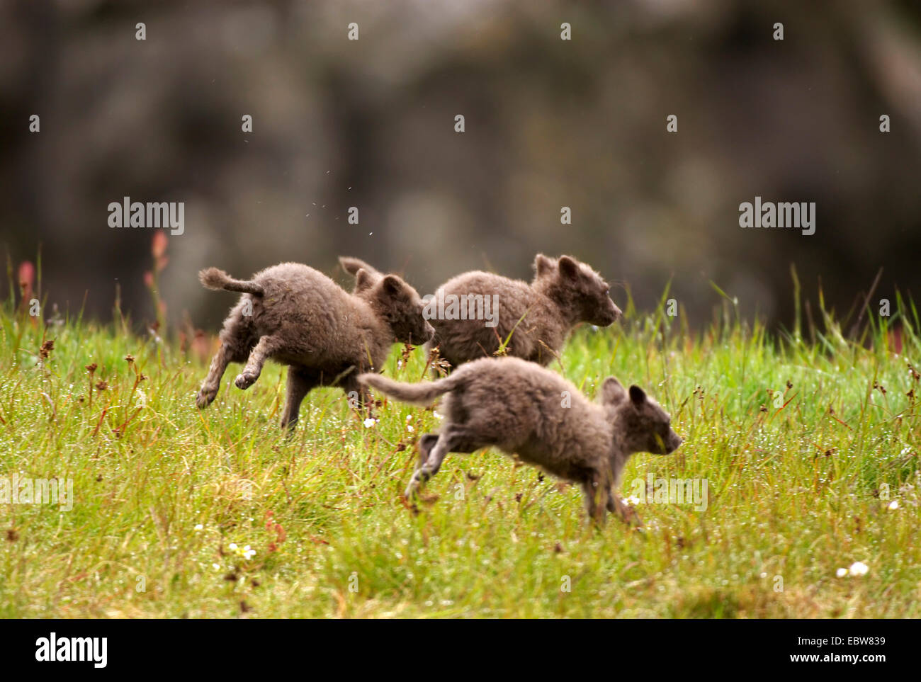 arctic fox (Alopex lagopus), three cubs running away, Iceland ...