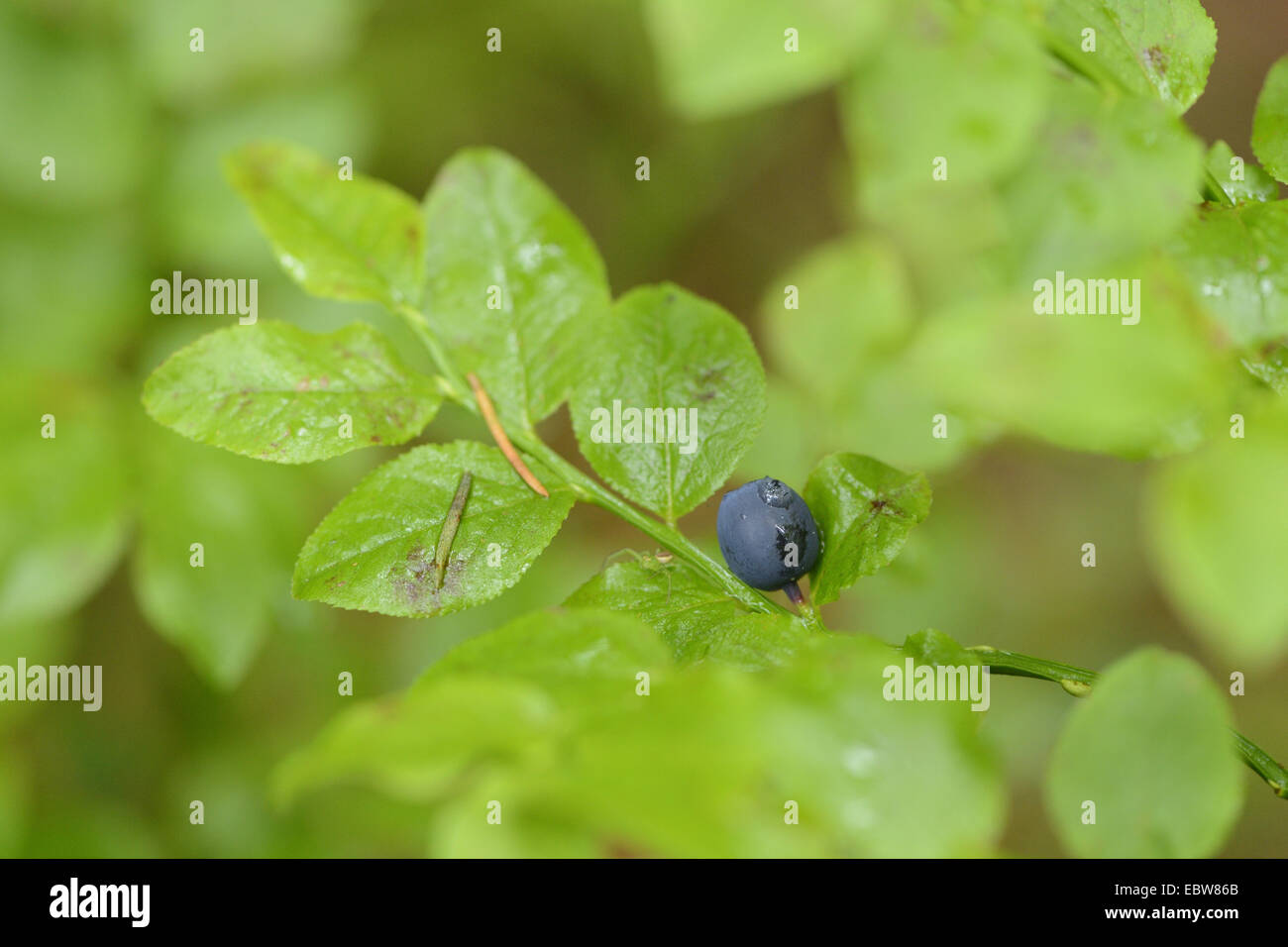 dwarf bilberry, blueberry, huckleberry, low billberry (Vaccinium ...