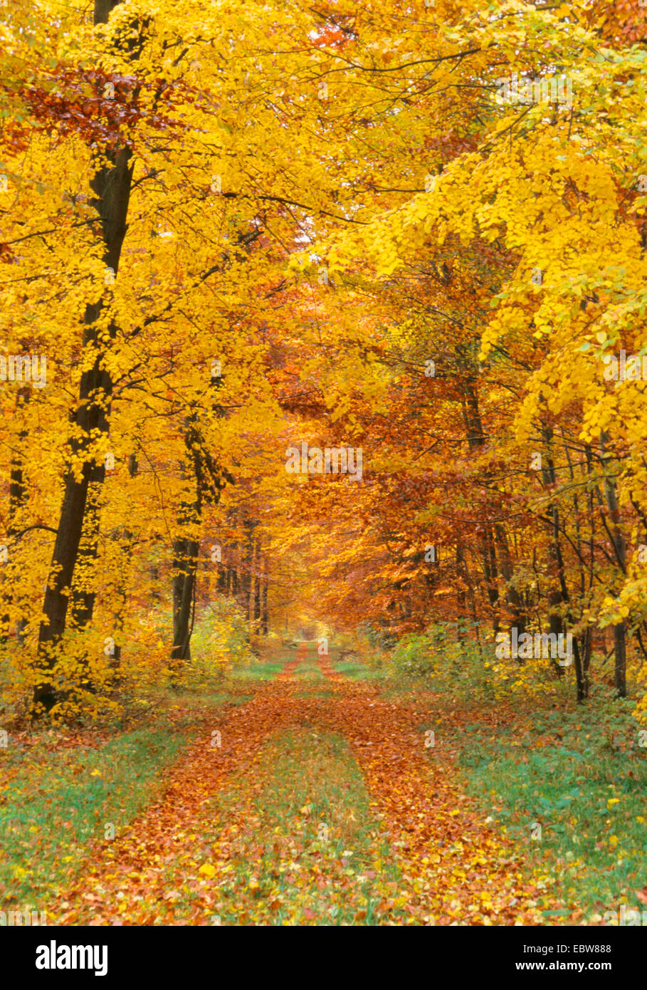 forest path in autumn colours, Germany Stock Photo - Alamy