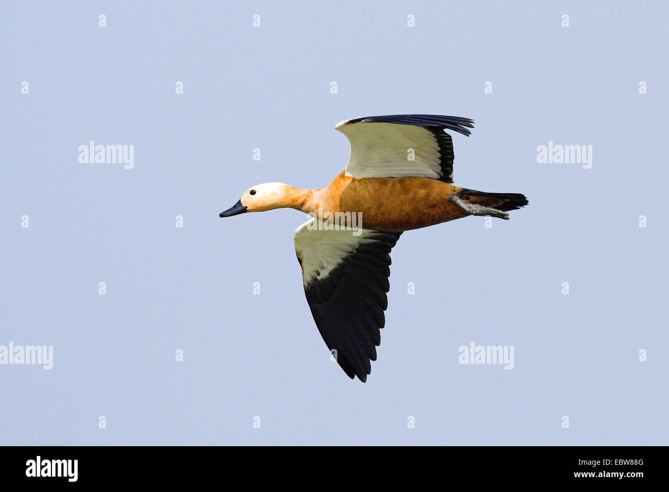 ruddy shelduck (Tadorna ferruginea, Casarca ferruginea), flying, India ...