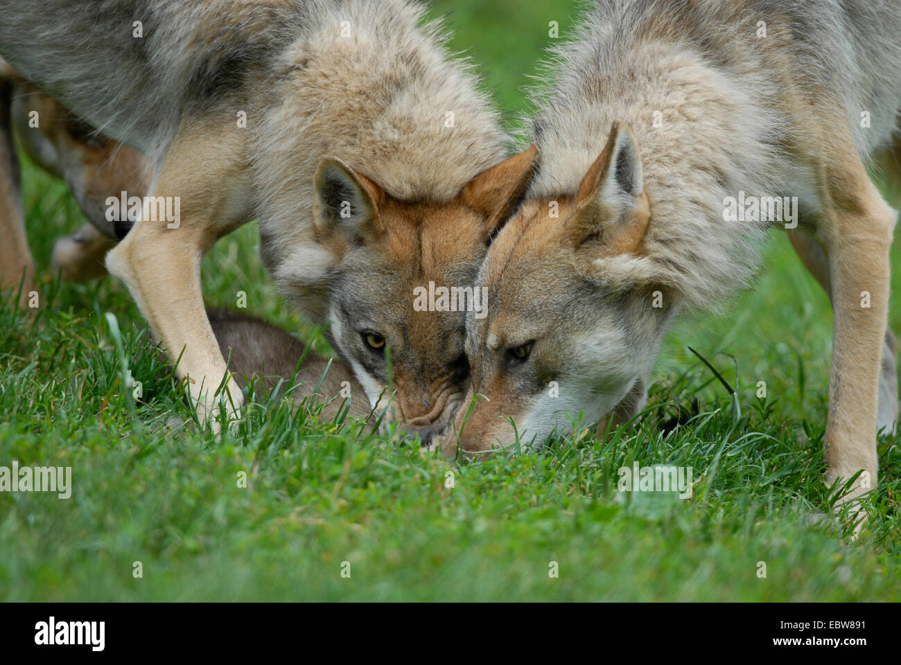 European gray wolf (Canis lupus lupus), two animals side by side with ...