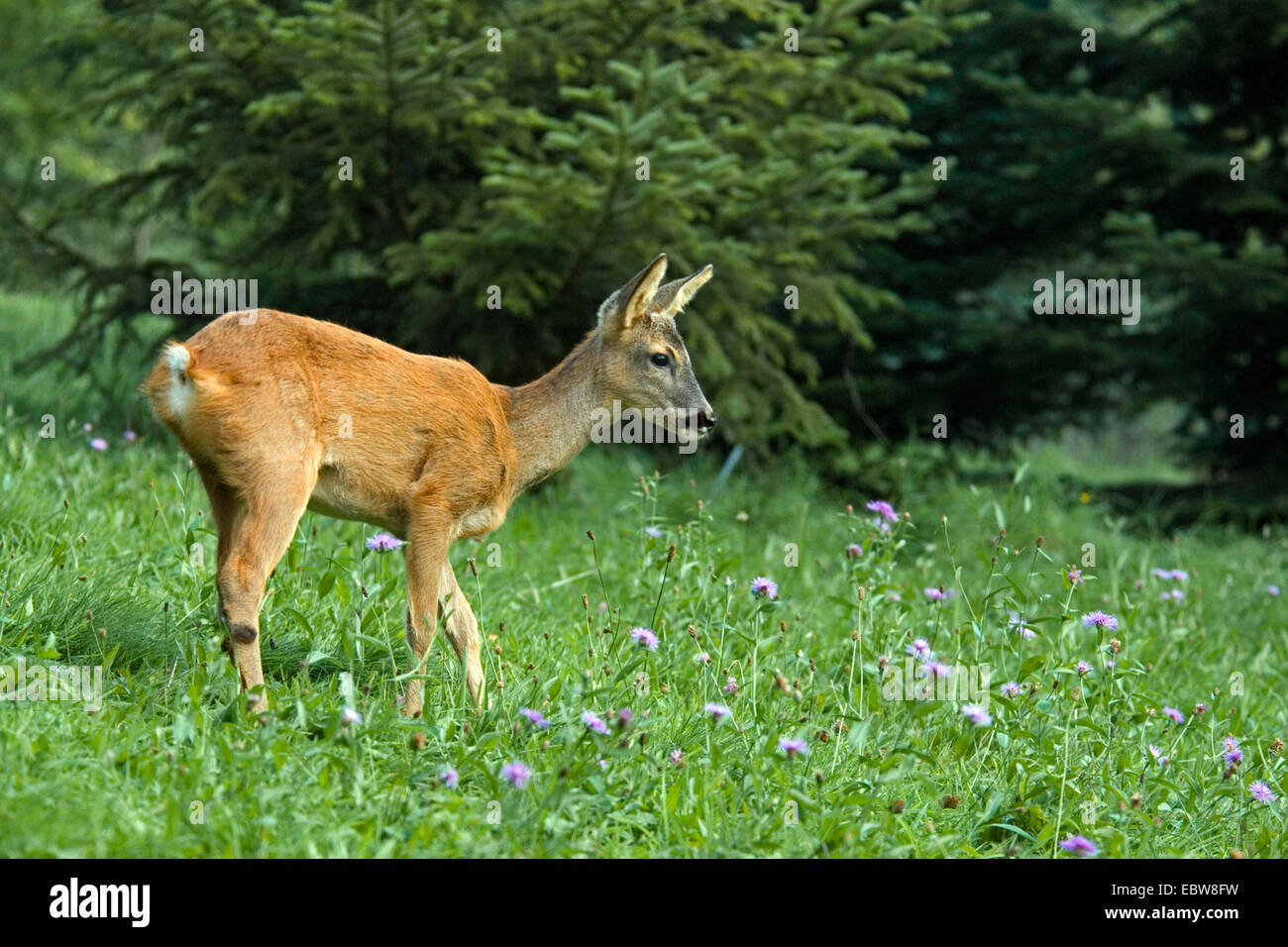 roe deer (Capreolus capreolus), juvenile, Germany Stock Photo - Alamy