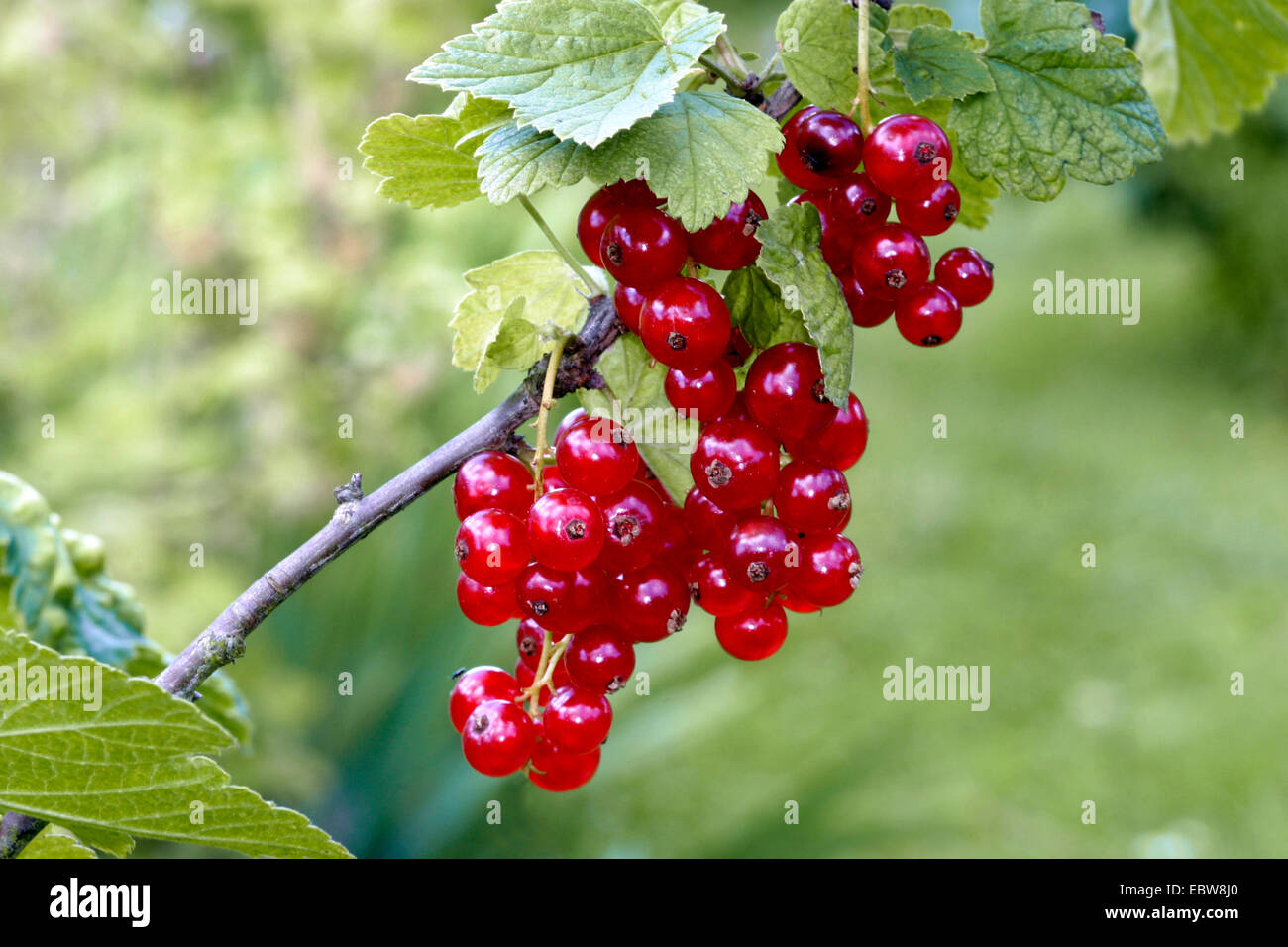 Shining currant hi-res stock photography and images - Alamy