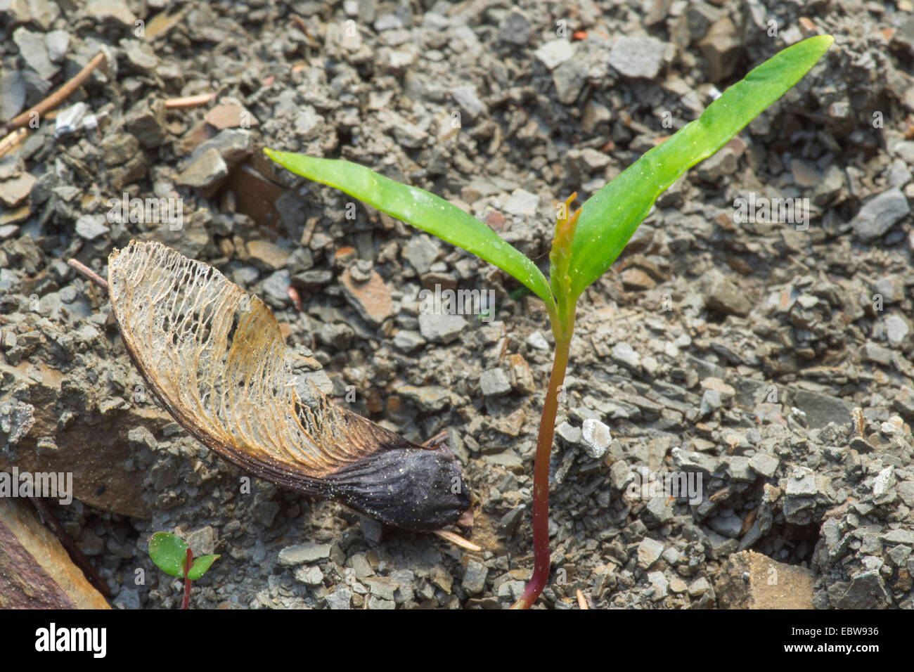 Sycamore seedling hi-res stock photography and images - Alamy