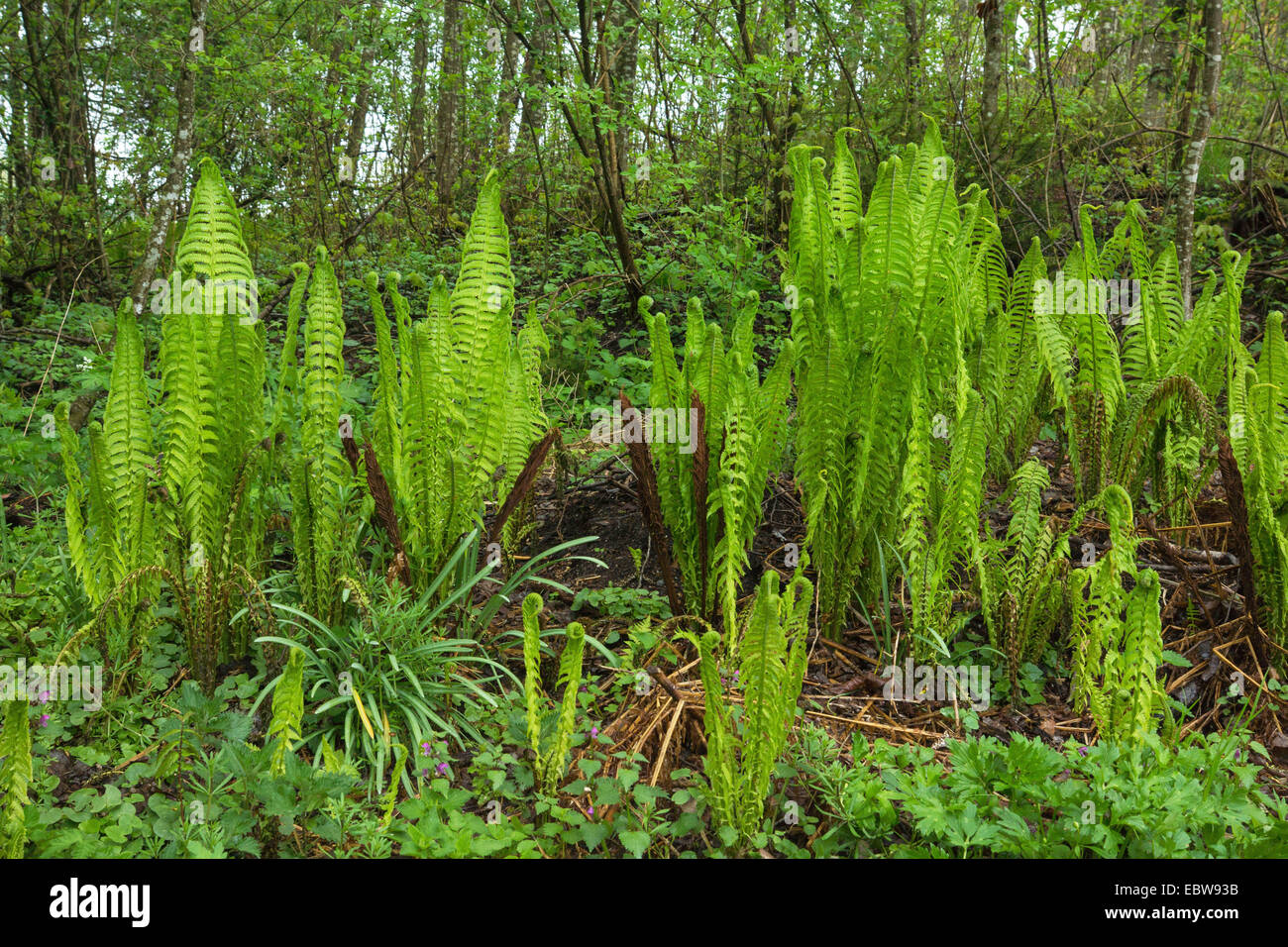 European Ostrich Fern, Ostrich Fern (Matteuccia struthiopteris), in ...