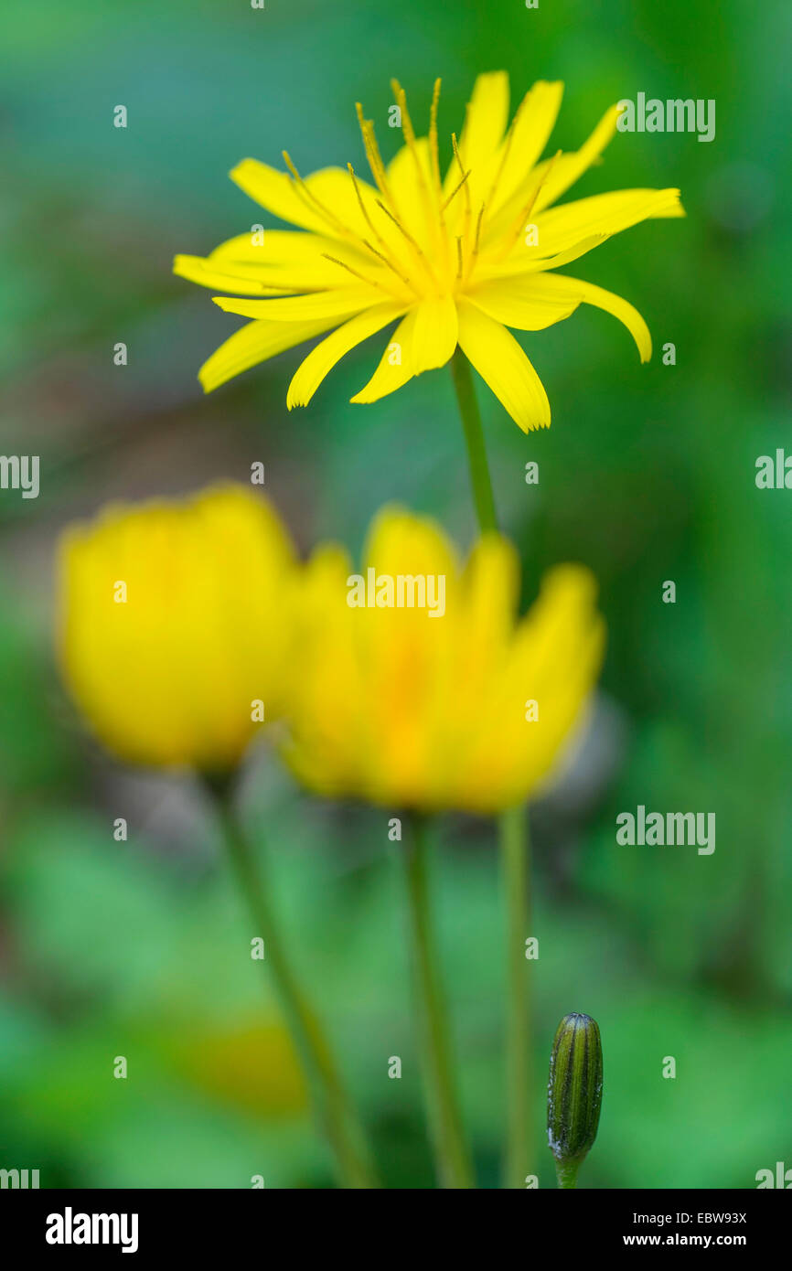 cat's ear, spotted cat's ear, gosmore, hairy cat's ear, spotted cat's ...