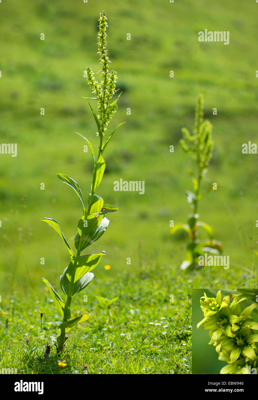 false helleborine, white hellebore (Veratrum album), blooming, Austria, Tyrol Stock Photo - Alamy