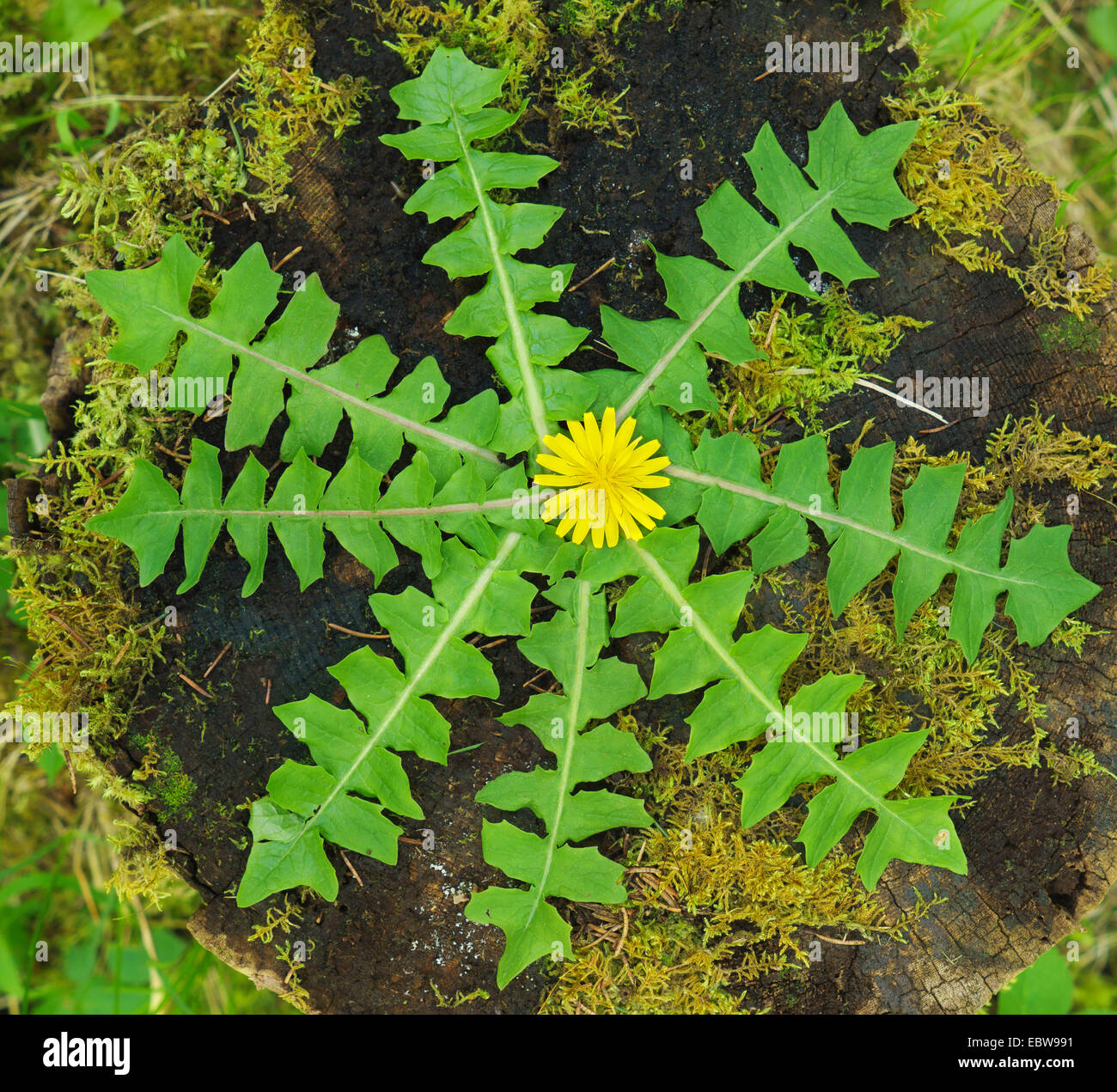 cat's ear, spotted cat's ear, gosmore, hairy cat's ear, spotted cat's ...