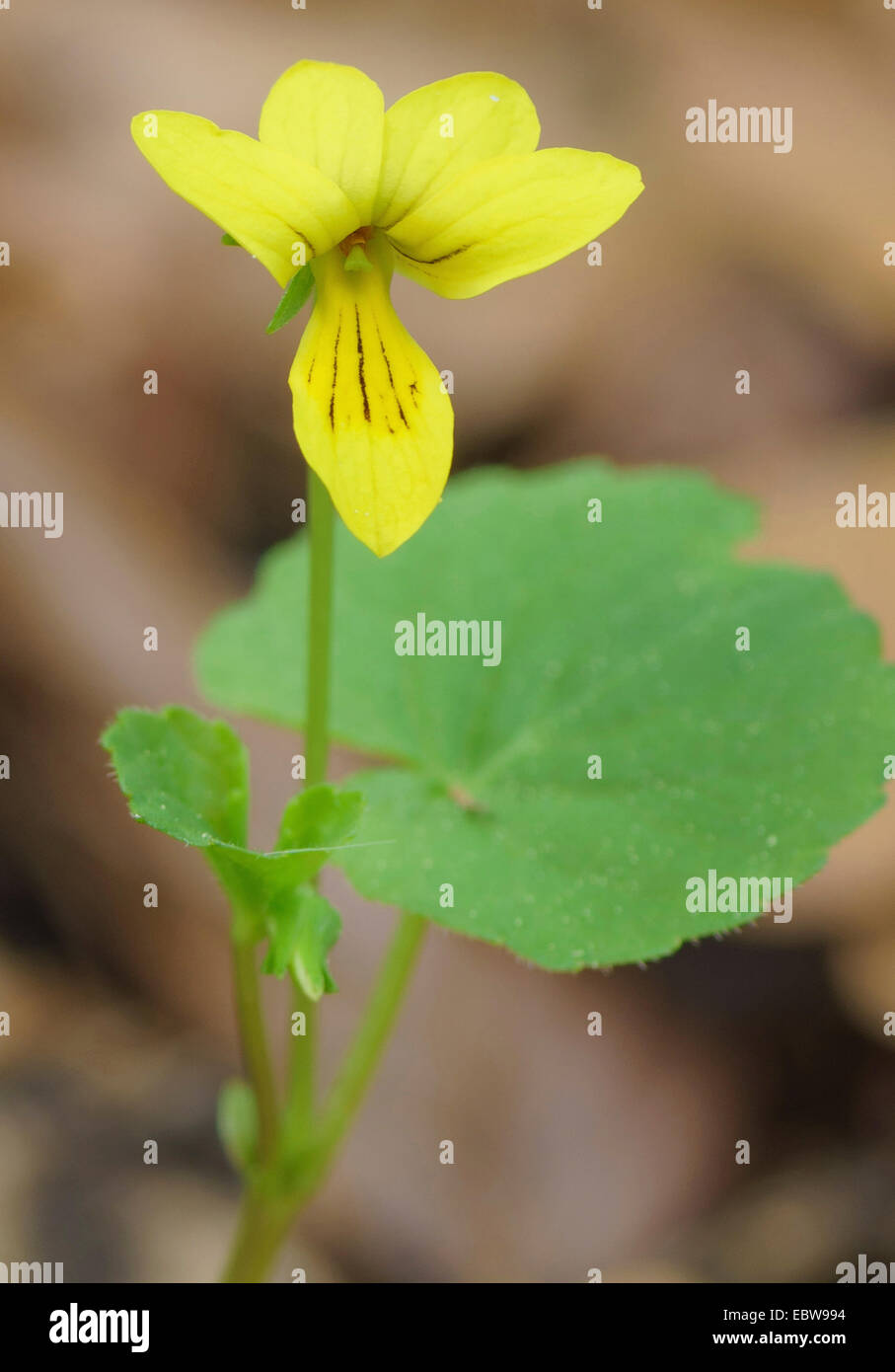 yellow wood violet (Viola biflora), blooming, Germany, Bavaria ...