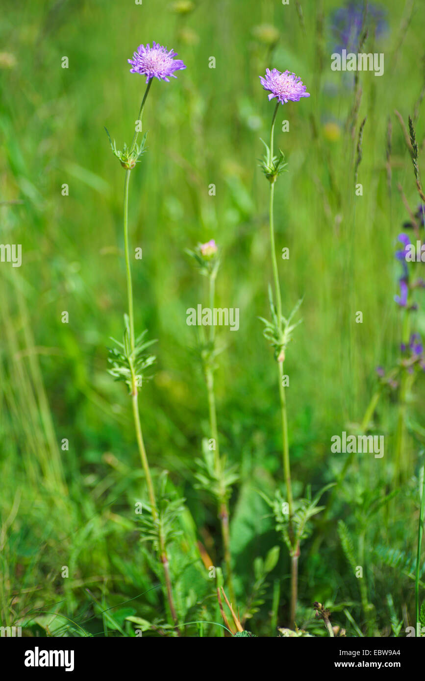 Small scabious, Lesser scabious (Scabiosa columbaria), blooming in a ...