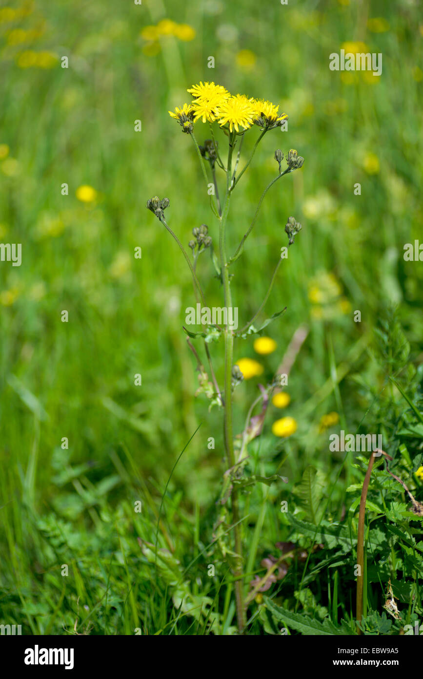 Rough hawk's-beard (Crepis biennis), blooming in a meadow, Germany ...