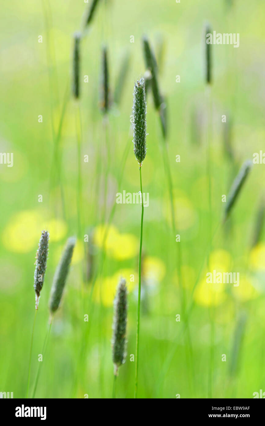 meadow foxtail grass (Alopecurus pratensis), blooming in a maedow ...