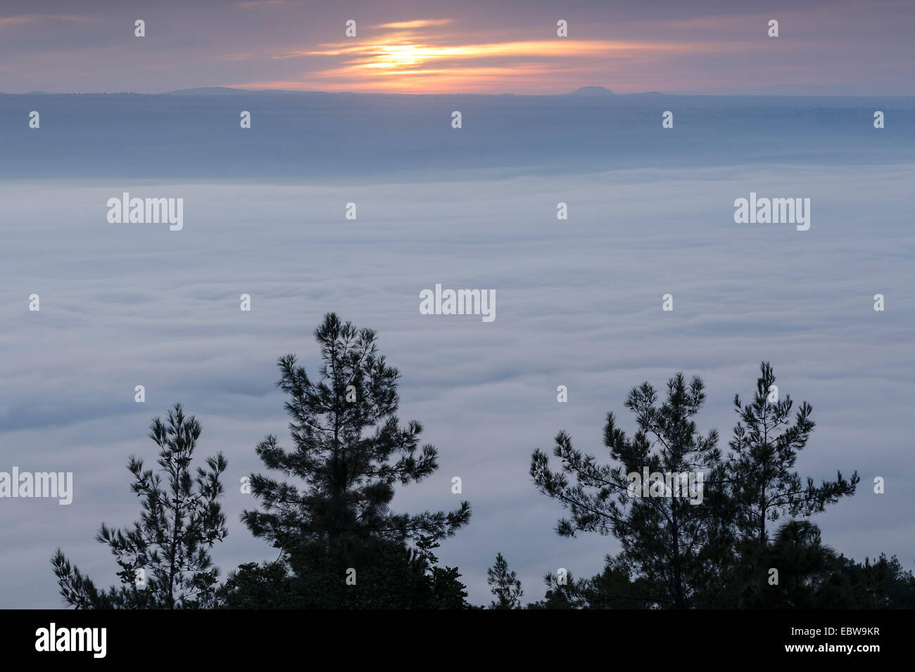 Hula Valley view. Trees and fog. Hula Valley. Israel Stock Photo - Alamy