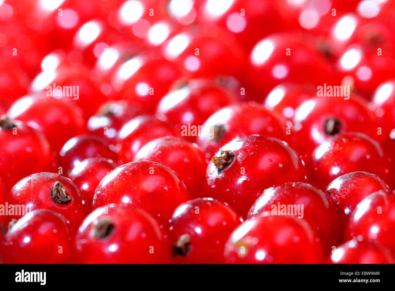northern red currant (Ribes rubrum), fruits Stock Photo - Alamy