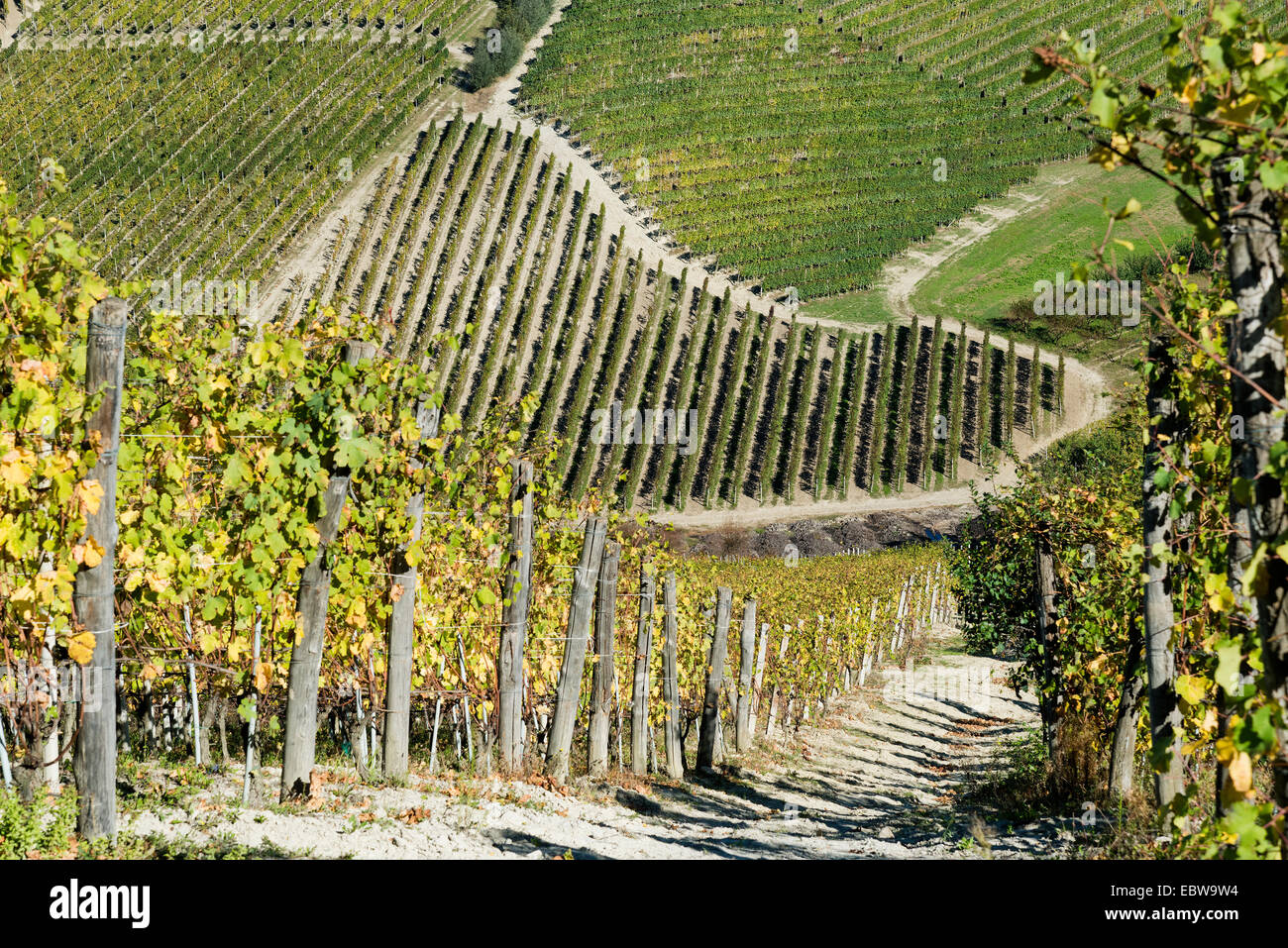 Italy, panorama of vineyards of Piedmont: Langhe-Roero and Monferrato ...