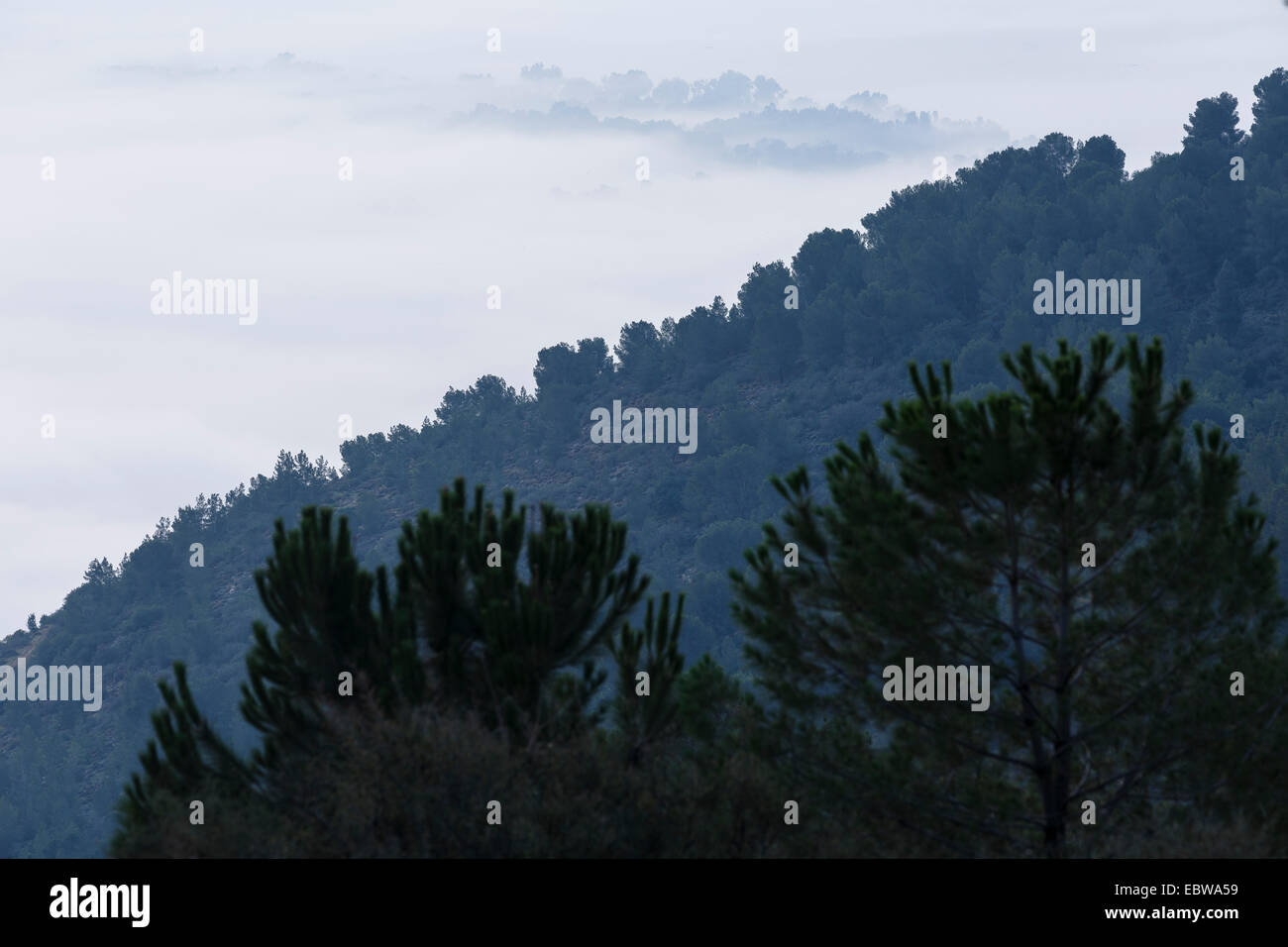 Hula Valley view. Trees and fog. Hula Valley. Israel Stock Photo - Alamy