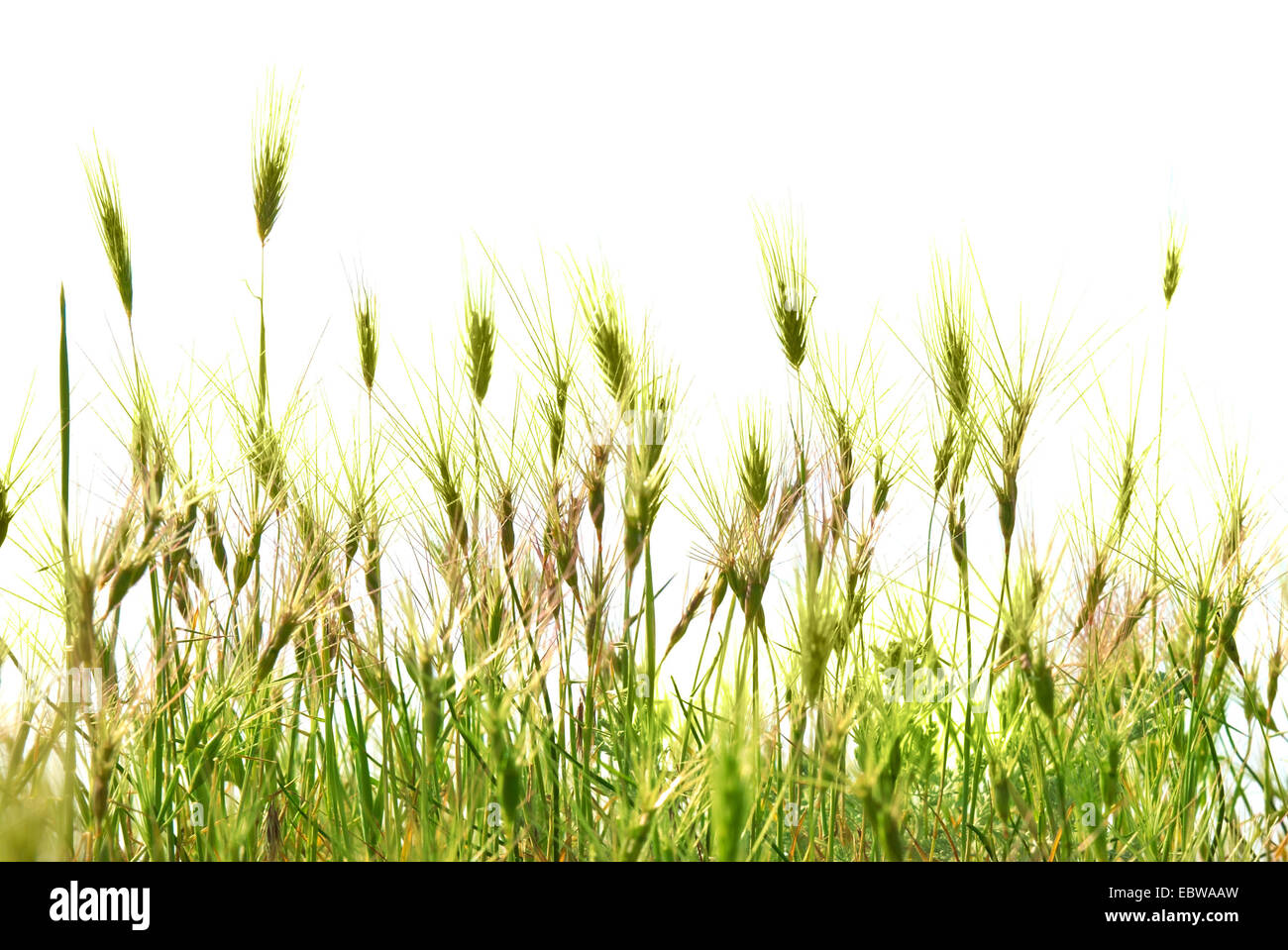 Green ears isolated on the white background Stock Photo - Alamy