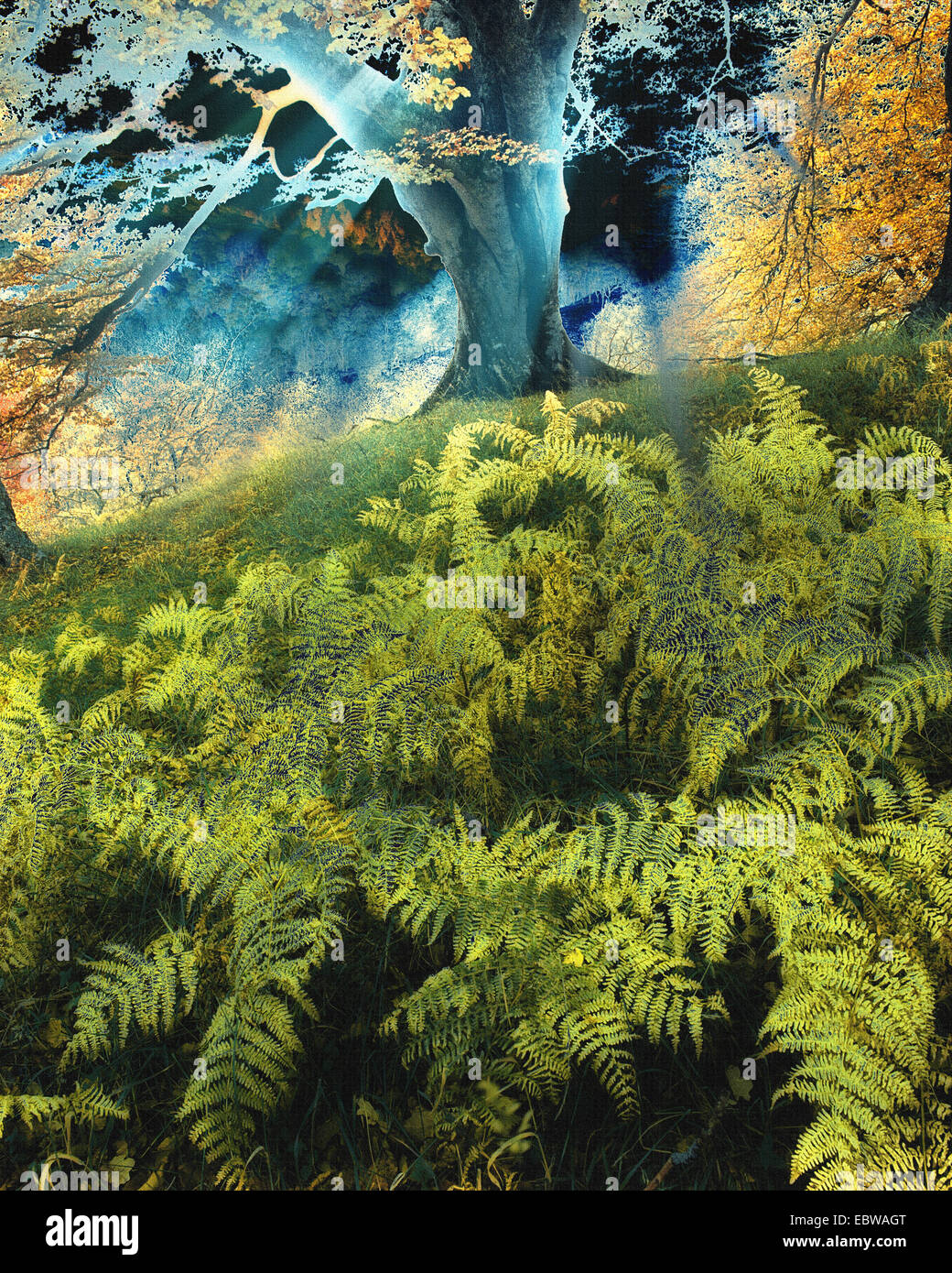 DIGITAL ART: Autumn Trees & Ferns in Tayside, Scotland, Great Britain ...