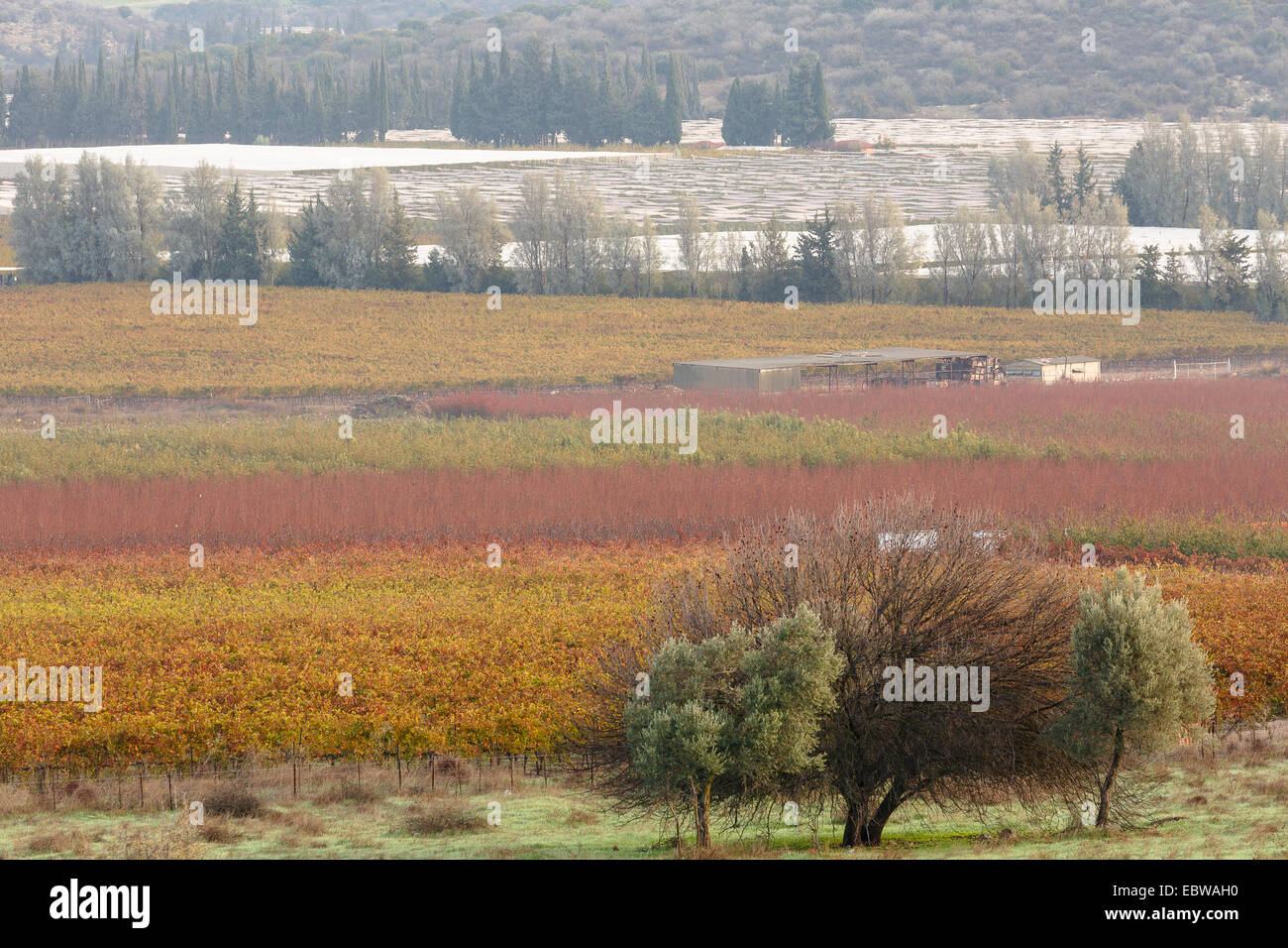 Fruits trees. Tel Kedesh National Park. Israel Stock Photo - Alamy