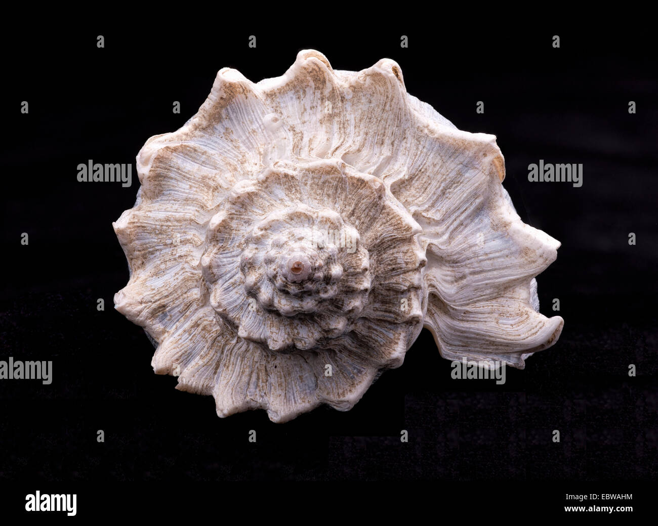 Spiral part of a conch shell Stock Photo - Alamy