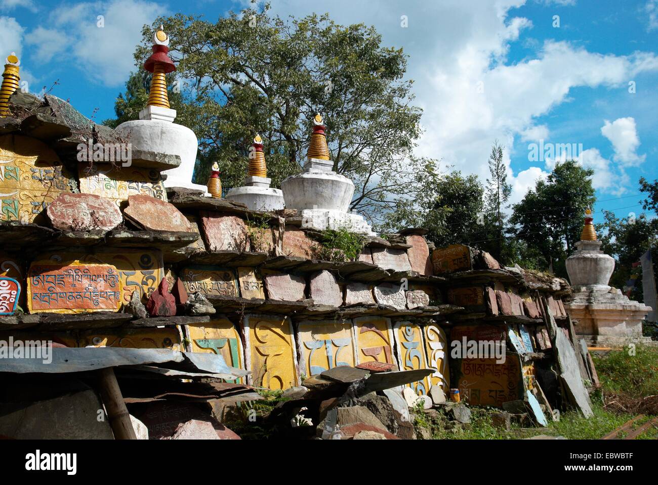 Indian pagoda tree hi-res stock photography and images - Alamy