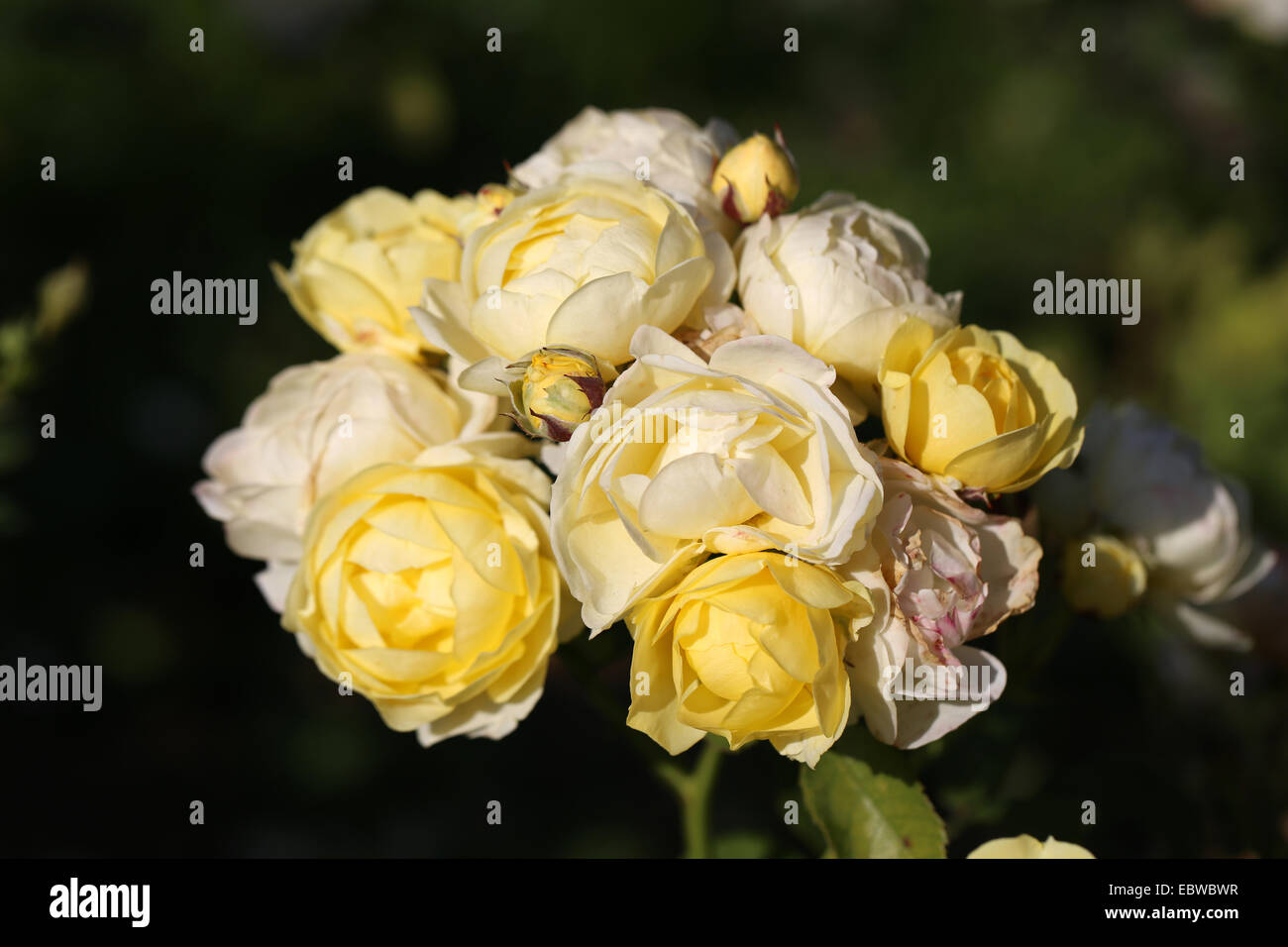 beautiful a photos of beautiful roses sunlit Stock Photo - Alamy