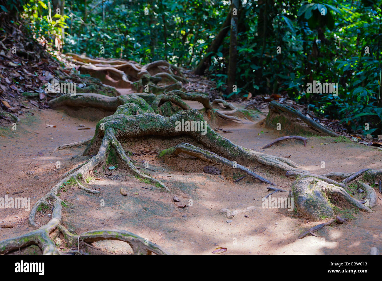 tree roots growing on a path Stock Photo - Alamy