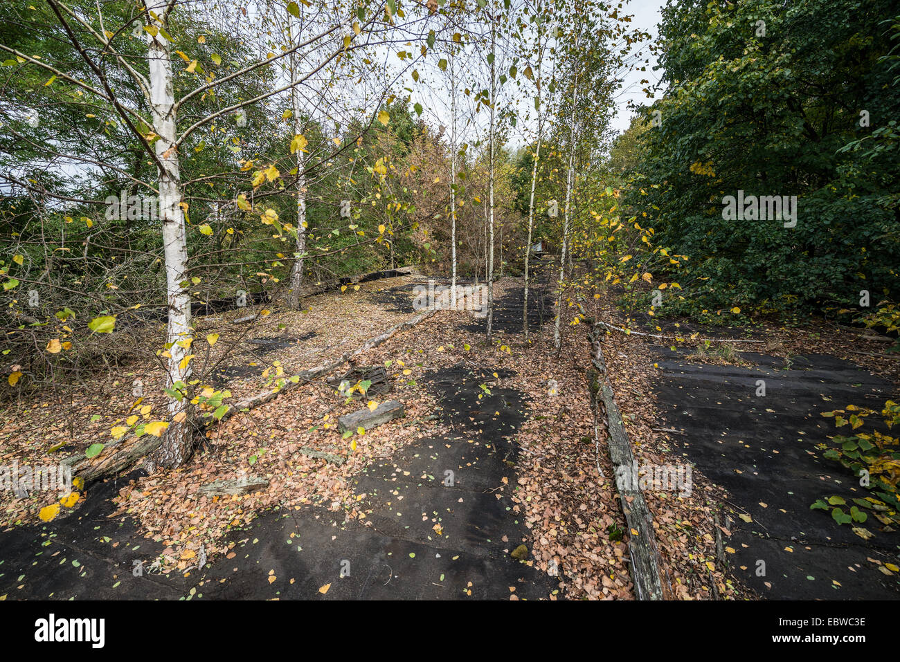 Birch trees on the roof of country club in Illinci (or Ilintsy) village ...