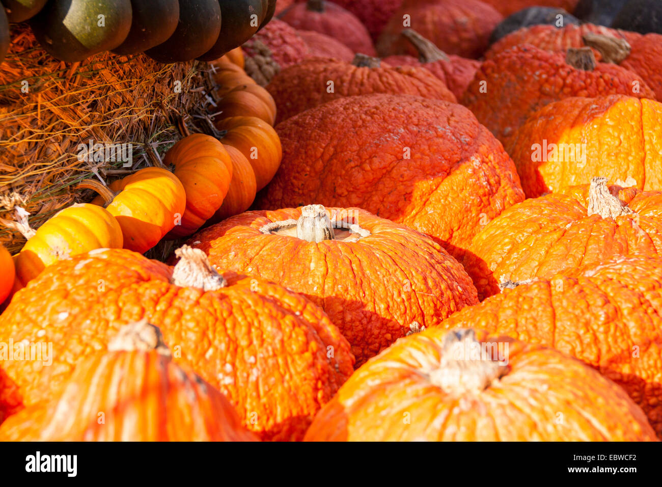 Gross pumpkins hi-res stock photography and images - Alamy