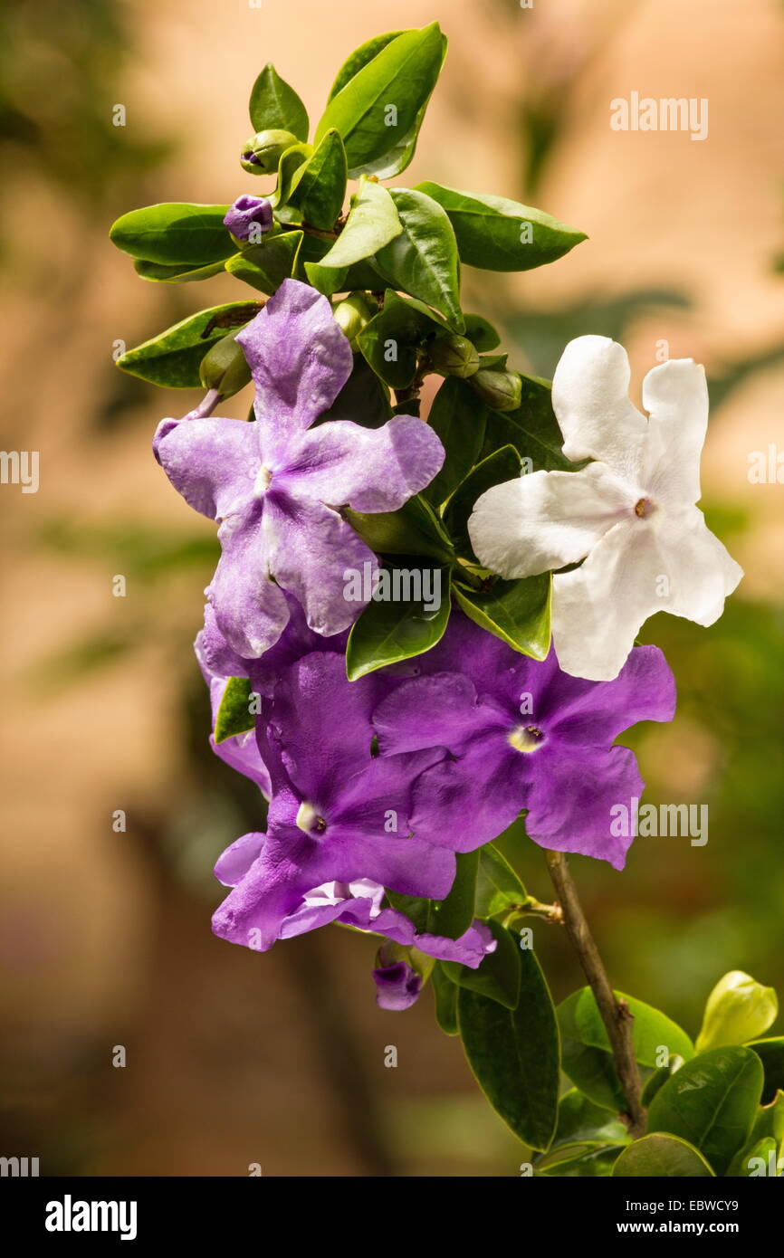 Brunfelsia uniflora flowers Stock Photo - Alamy