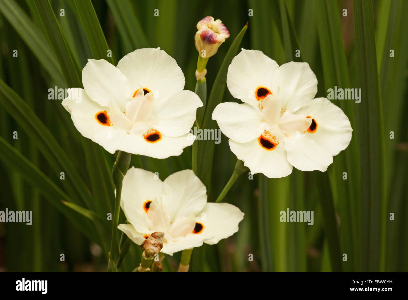 Bicolor iris hi-res stock photography and images - Alamy