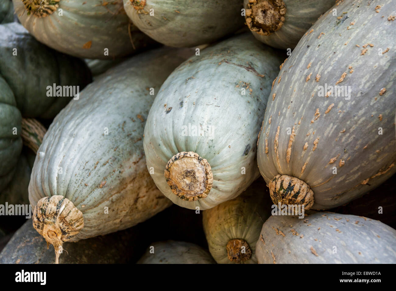 cucurbita pumpkin pumpkins from autumn harvest on a market Stock Photo ...